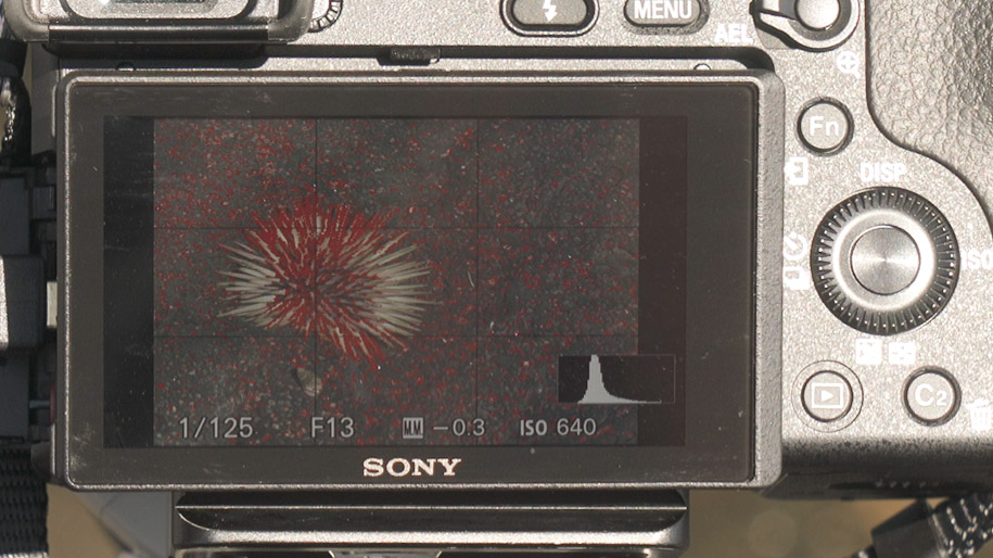 Focus Settings Simplified: In Sharp Focus Video Tutorials