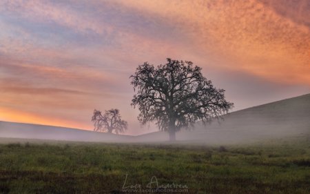 3 Highly Effective Tips for Creative Tree Photography
