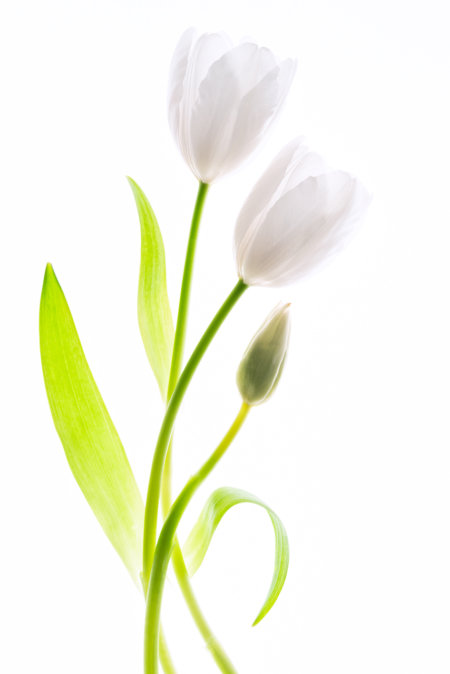 Getting started with Progressive Flower Photography Composition